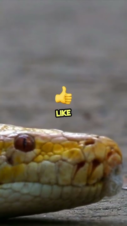 The World's Longest Snake Reticulated Python #scientificdiscovery # ...