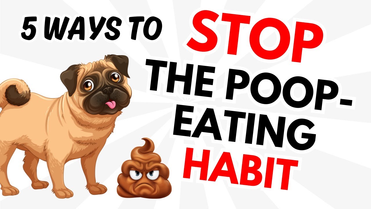 5 Effective Ways to Prevent Your Dog from Eating Poop - YouTube