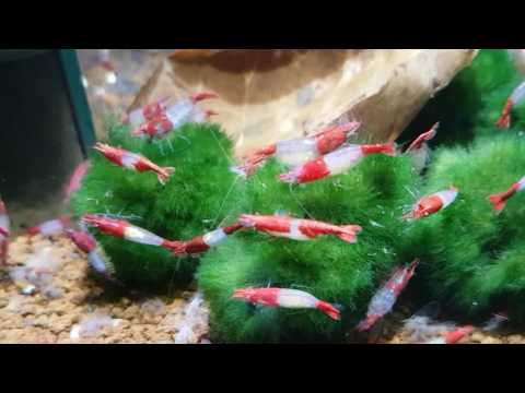 Crevette Neocaridina heteropoda Rili Sakura Red grade + 1.5-2 cm (réf 7035)