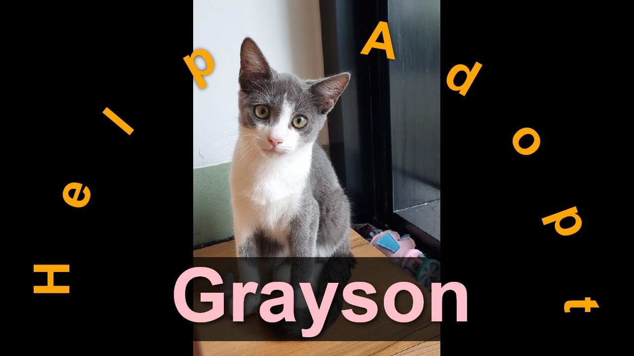 🐾Grayson has been adopted! Cat / Australia / Toowoomba / RSPCA ...