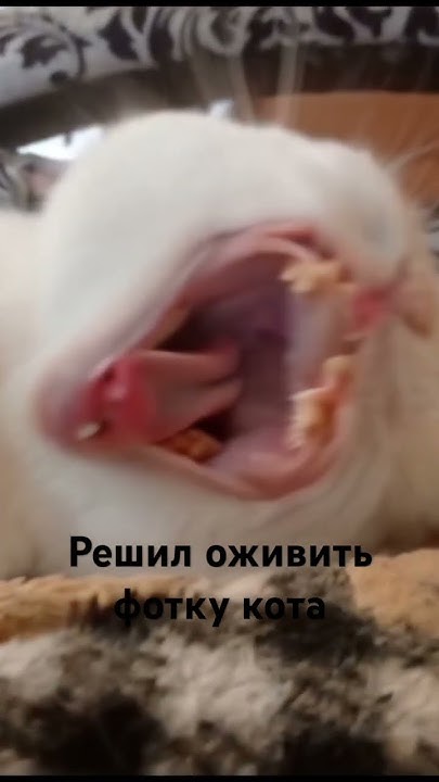 милый котик🥰 Youtube