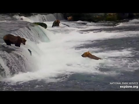 10 Aug 2023: 909F Makes a Lip Catch (explore.org) - YouTube