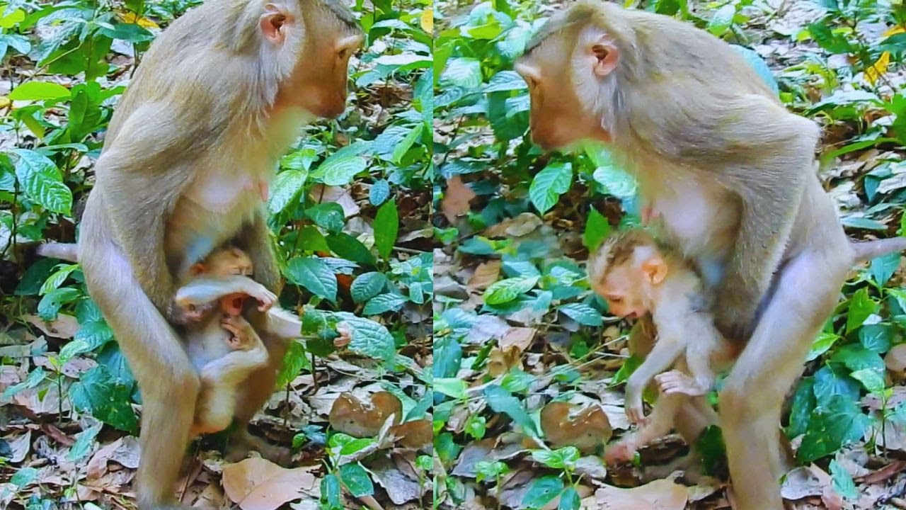 Oh, very strange monkey Julie plays with baby monkey Mollie. 😮😄 - YouTube