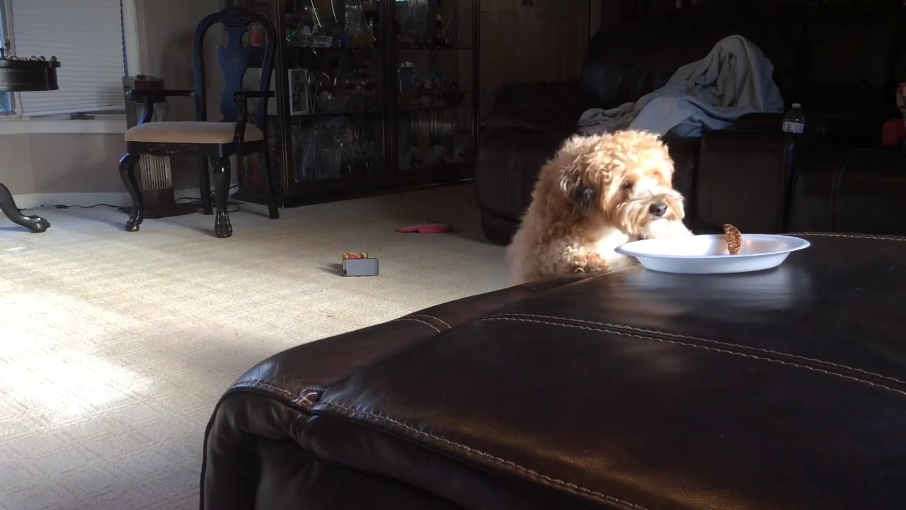 Hot Dog Thief Jr. - YouTube