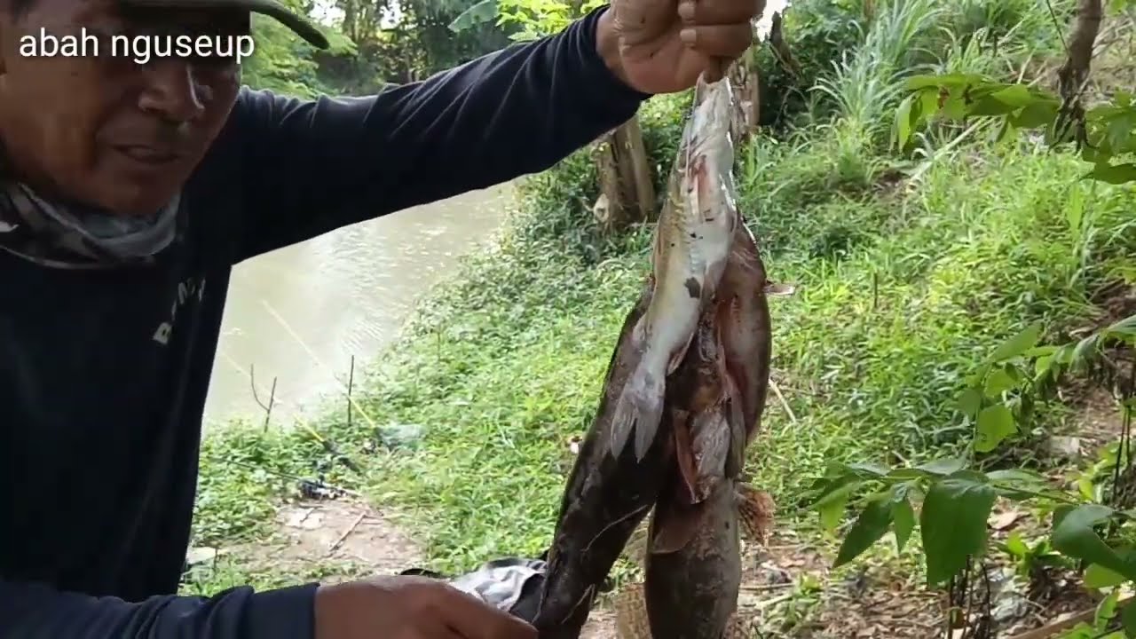 BANYAK IKAN BOBOSO BABON DI SUNGAI INI.. - YouTube