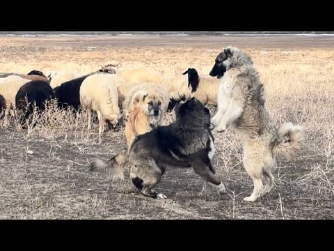 PANİ SÜRÜ KÖPEKLERİNE KARŞI..! TEK BAŞINA OLMASINA RAĞMEN YİNE KİMSEYE EYVALLA ETMİYOR. 