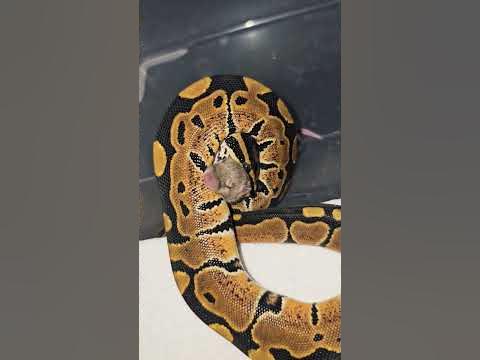 How Snakes Hug - YouTube