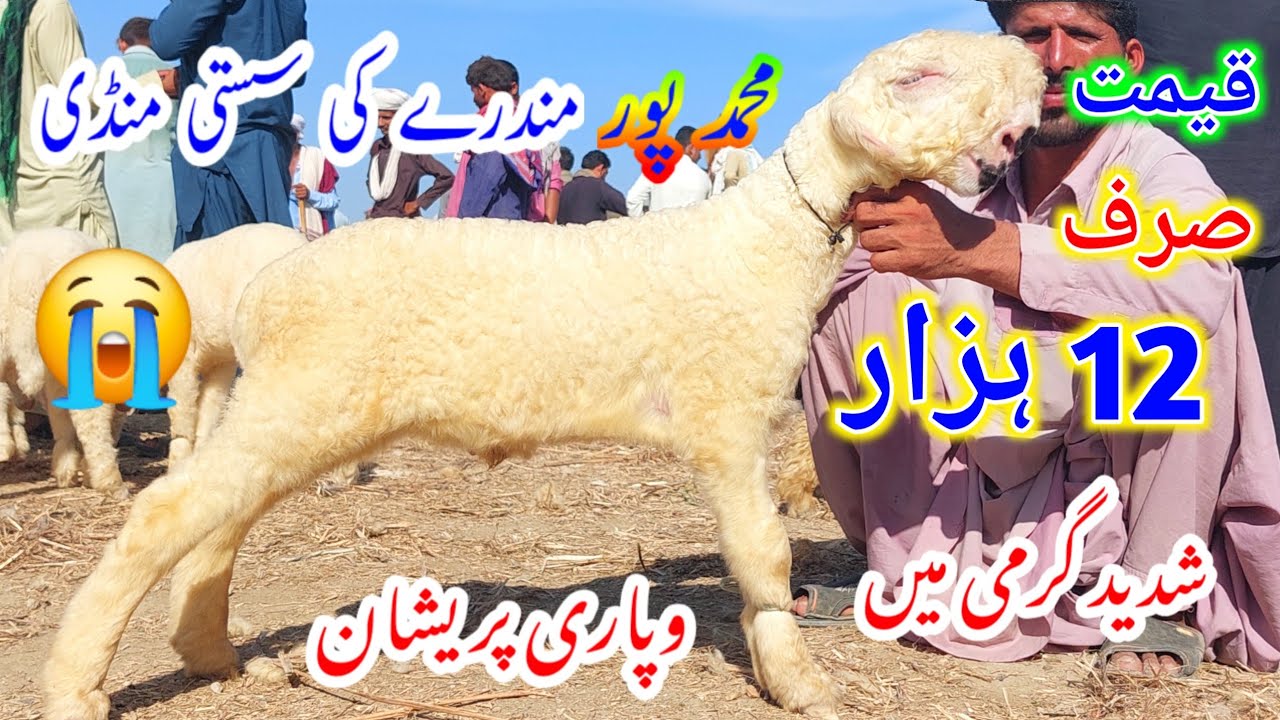 Muhammad PUR Mundra Mandi Visit Mundra Market low price season 2025 ...