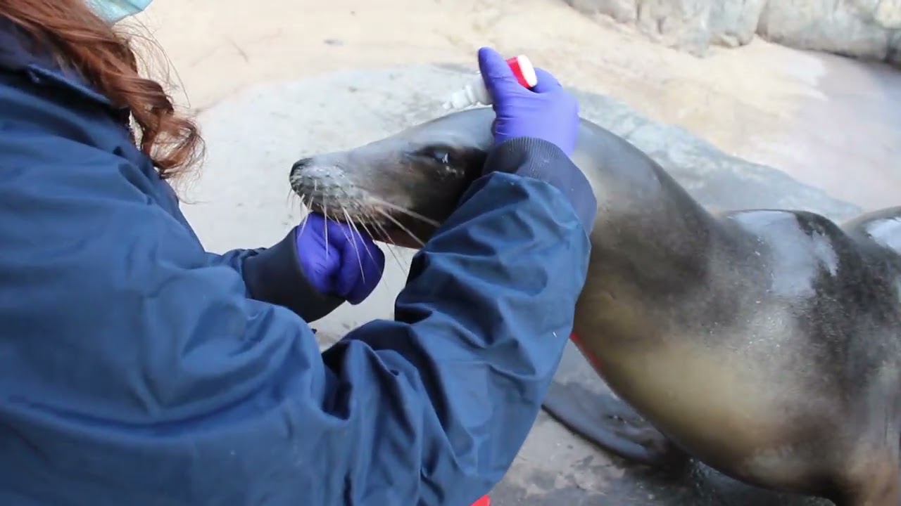 How Do You Give Medicine to Zoo Animals? | Smithsonian Voices ...