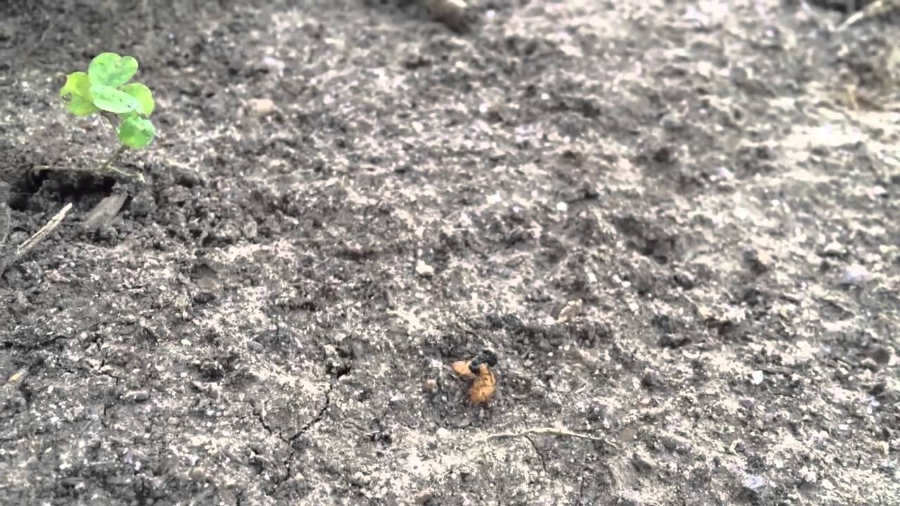 Ant vs. Maggot - YouTube