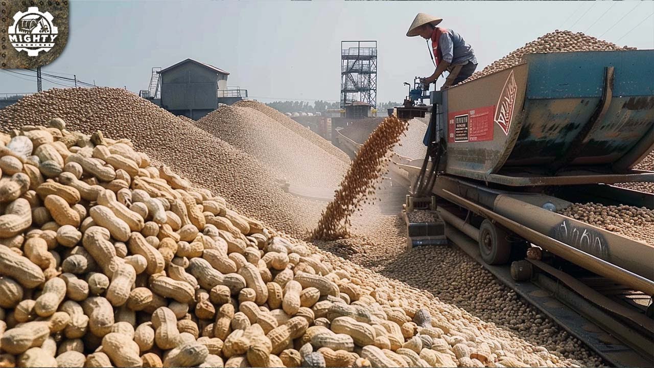 Harvesting Millions of Peanuts to Produce Delicious Peanut Butter - YouTube