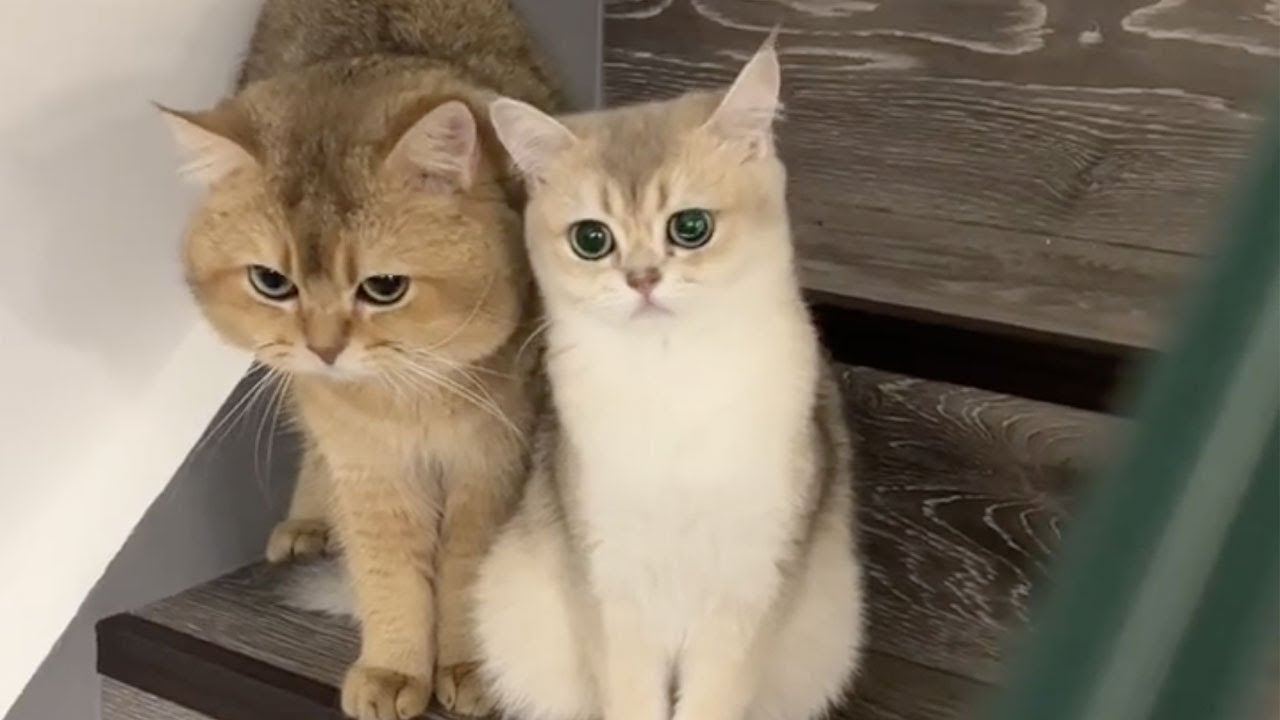 【PuPu噗噗】他俩太甜了，我恨啊 - YouTube