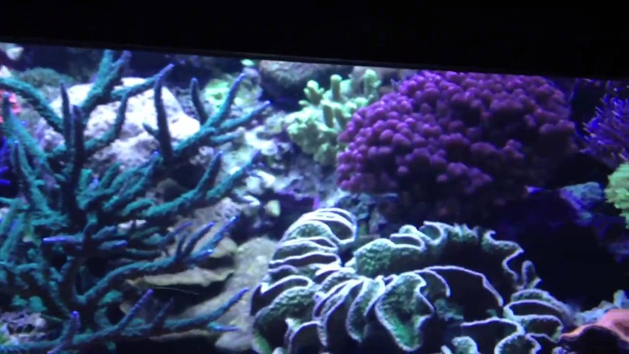 Sea world Austin tx - YouTube