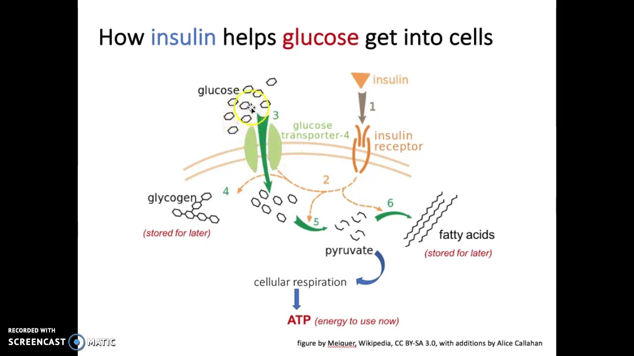 Glucose Regulation and Utilization - YouTube