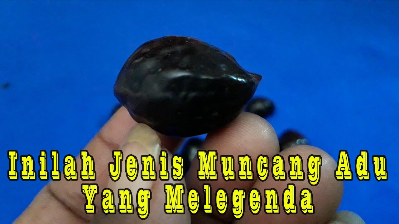 MUNCANG ATAU KEMIRI ADU LEGENDARIS YANG BANYAK DICARI | MUNCANG ADU ...