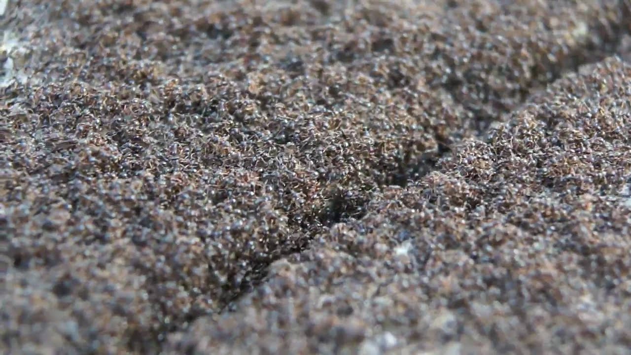 Ant Swarm - YouTube
