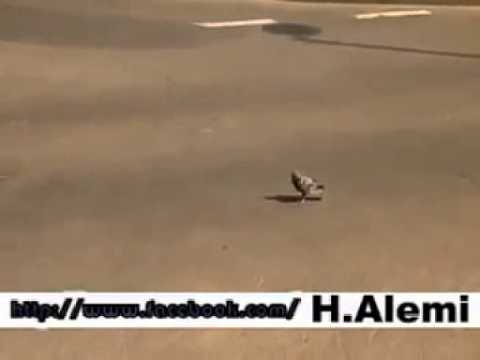 Hayattan Bezmiş Güvercin
