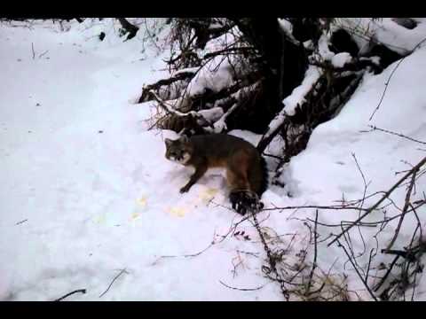 Grey Fox Trapping - YouTube