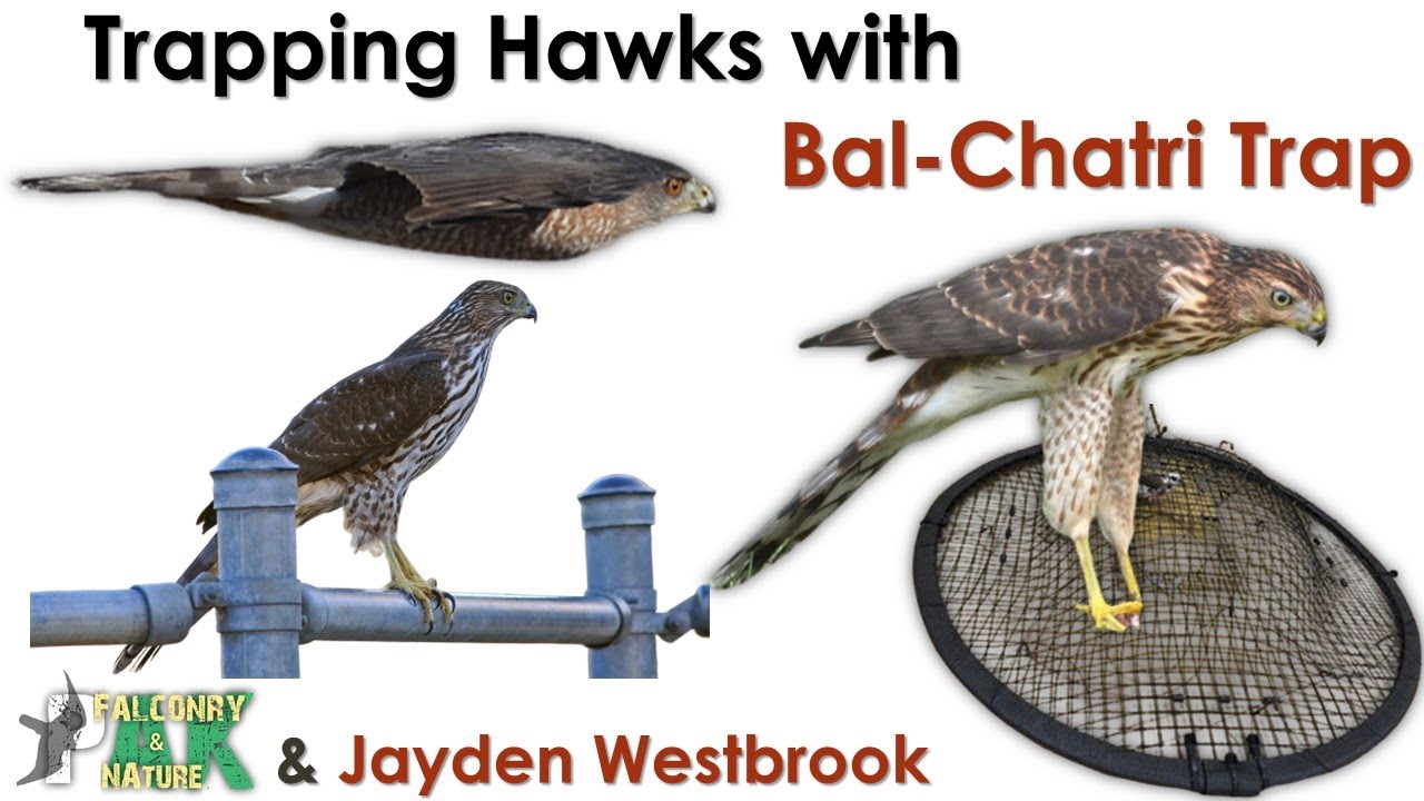 Trapping hawks with Bal-Chatri Trap - YouTube