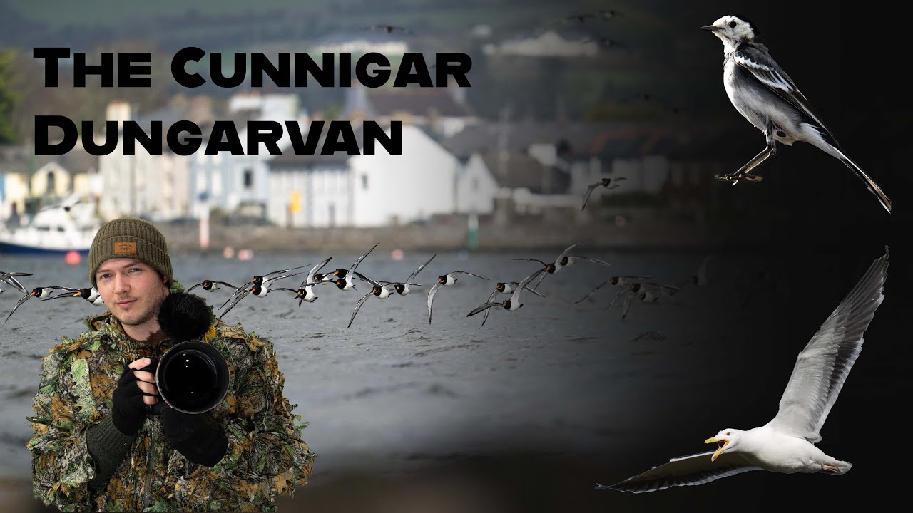 Birds Galore At The Cunnigar: Irish Wildlife Photography - YouTube