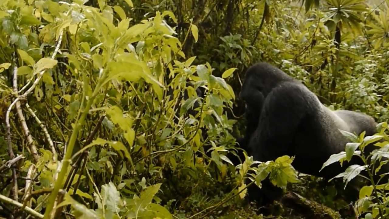 Charging Silverback Gorilla Volcanoes National Park Rwanda - YouTube