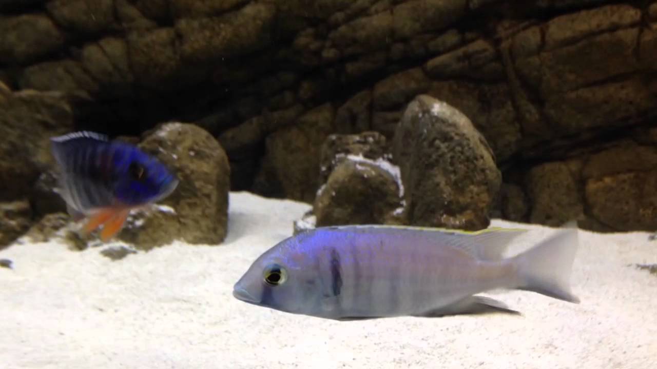 Up Close Feature: Deep Water Hap African Cichlid - YouTube