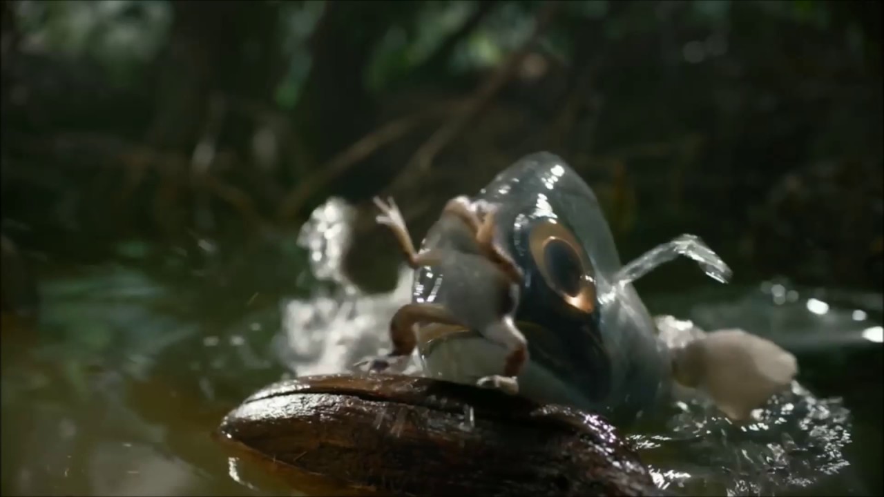 Freak chain - YouTube