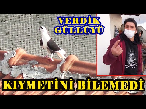 ON NUMARA GÜVERCİNİ HEDİYE ETTİK KIYMETİNİ BİLMEDİ