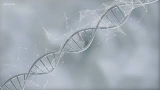 What is the DNA Diet? - Beezzly