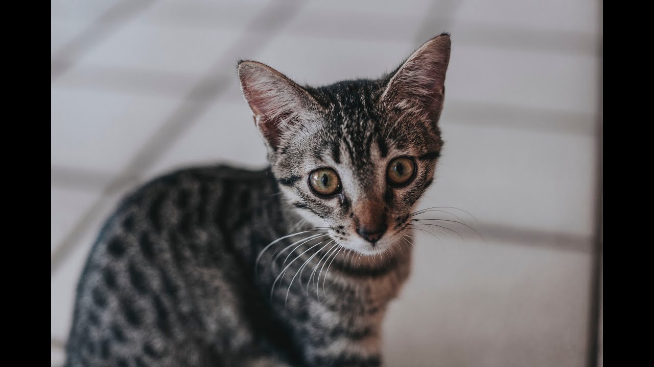 Gato Cazando y Jugando con el Ratón !!!... 🐱🐭🐈🐀 - YouTube