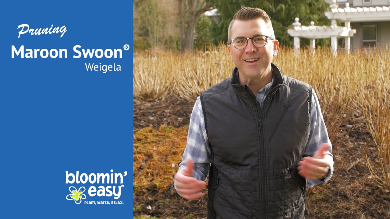 How to Prune Maroon Swoon® Weigela - YouTube