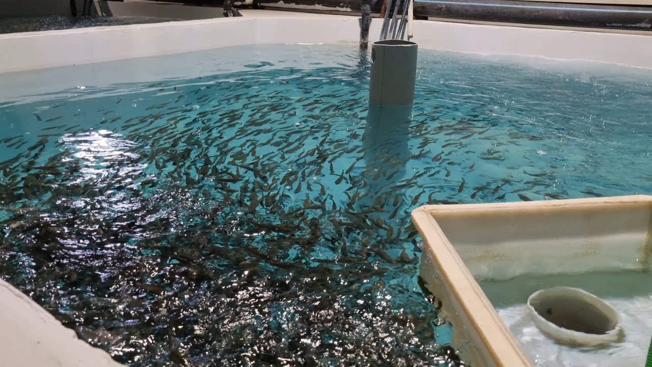 rainbow trout fingerlings farm - YouTube