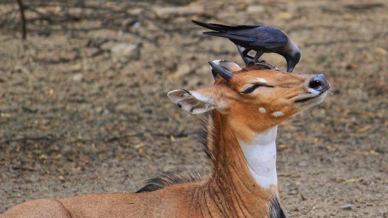 Crow help deer to get rid of ticks | Symbiotic Relationships In Animals ...