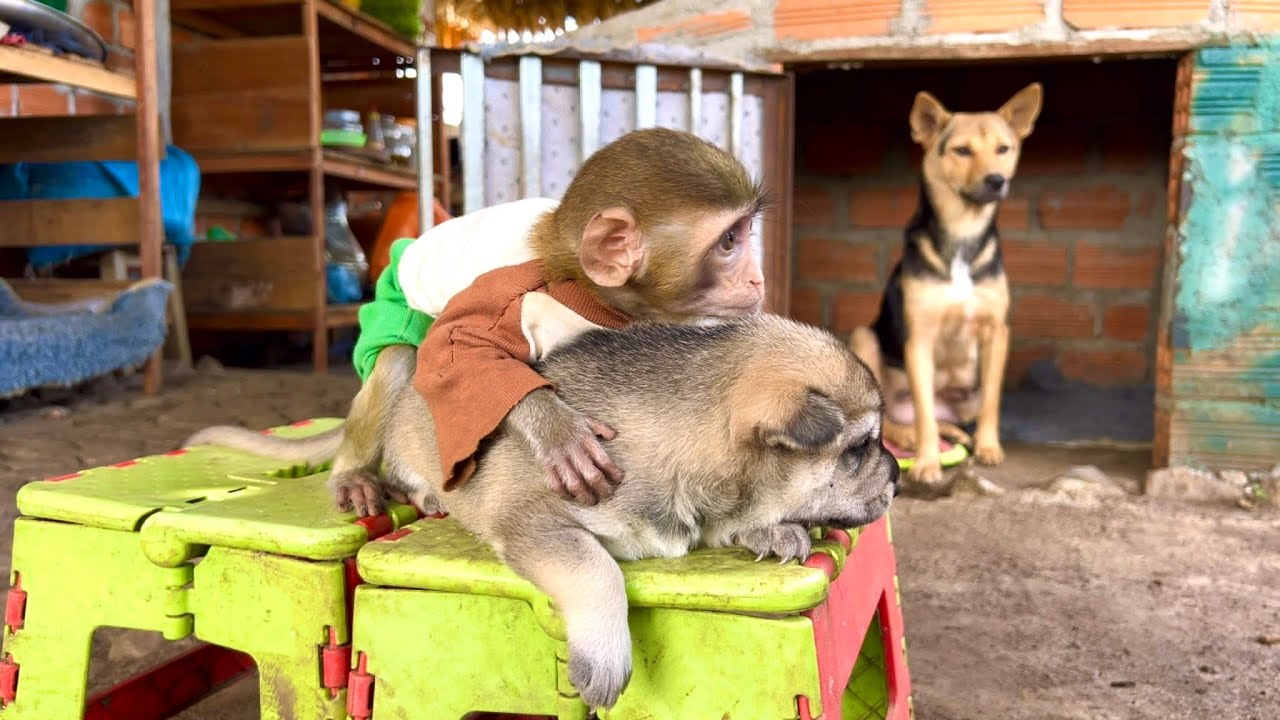 When puppy Will was born, how did Sơn and BiBi take care of Will until ...