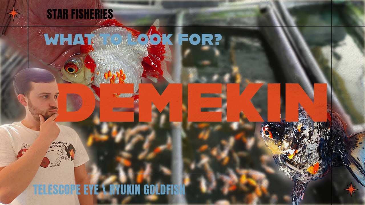 VERY HIGH QUALITY Demekin Goldfish | Selecting Demekin @StarFisheriesUK ...