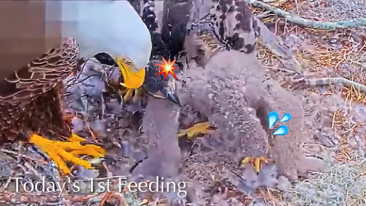 #250🦅🐥37°🐥32°／Winter Park Eagle Nest 2026／Against All Odds:One-Eyed Mom ...