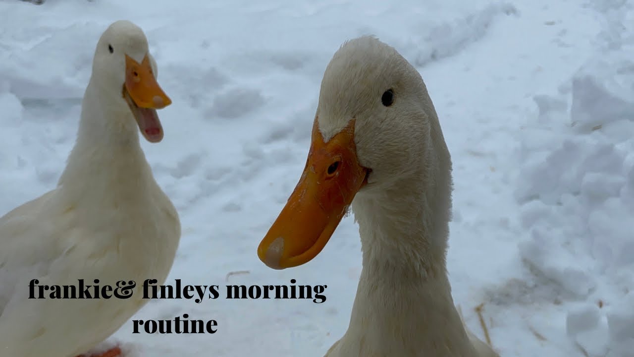 pet ducks morning routine ☀️ - YouTube