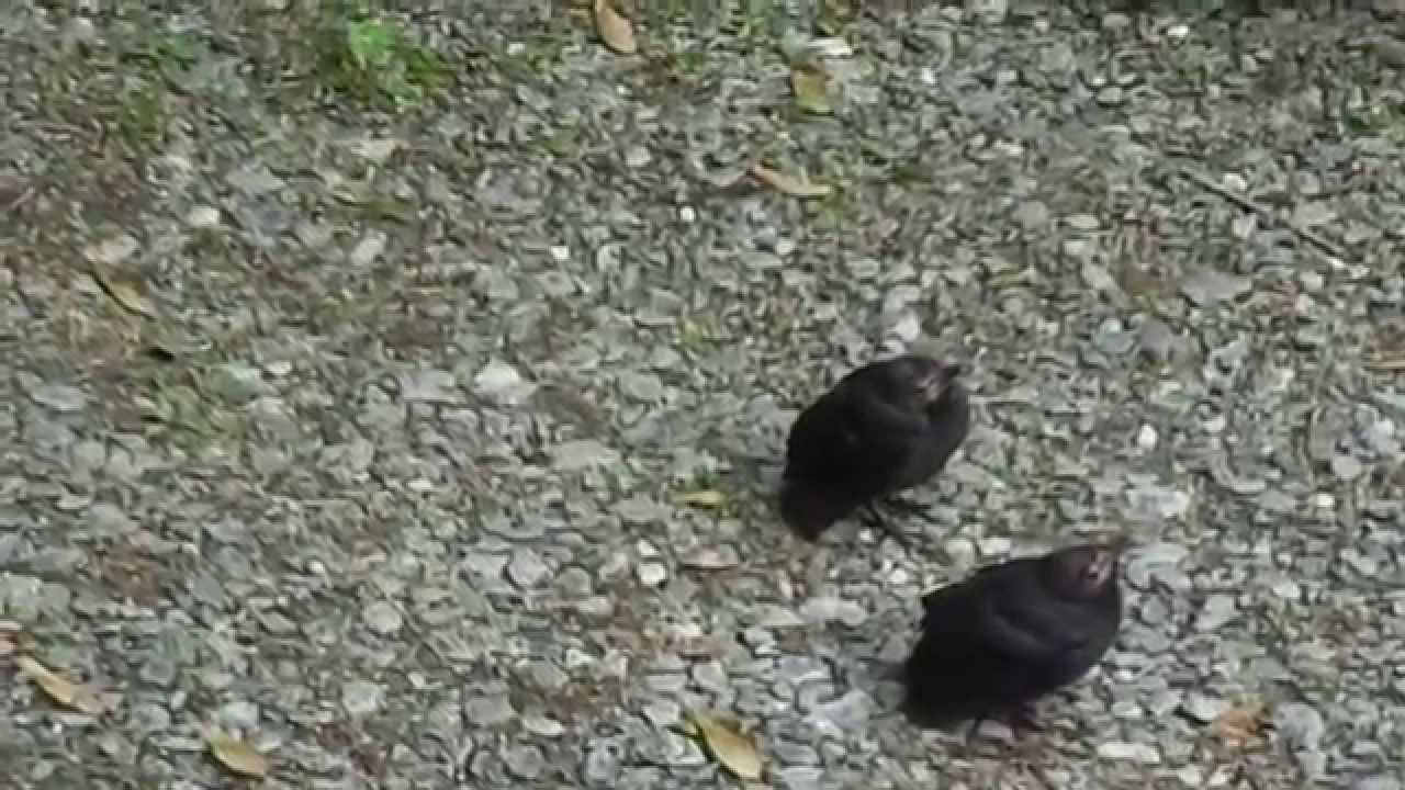 Fledglings on the ground waiting for the parents to feed them - YouTube