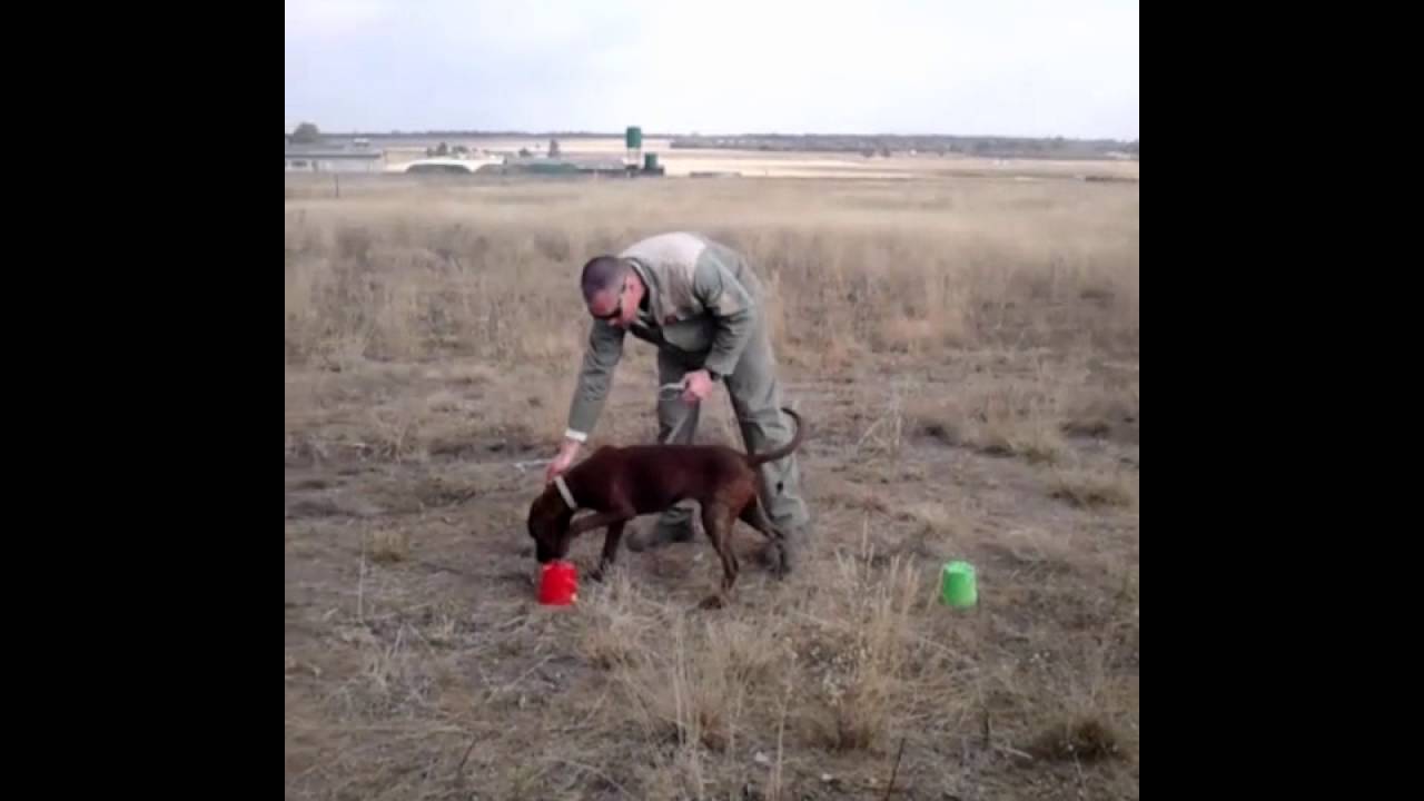 Jaco Malan - Rescue Dog - YouTube