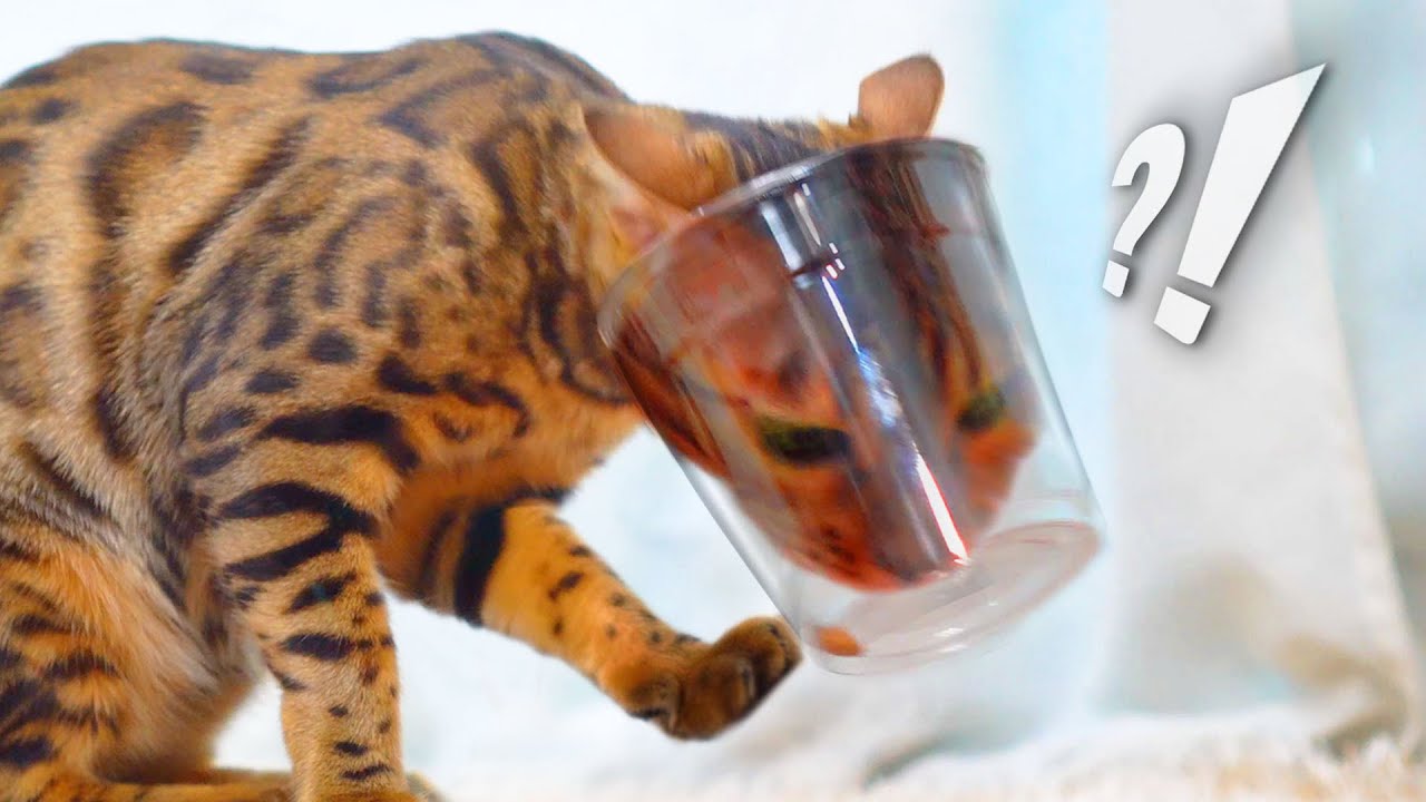 Cat's Head is Stuck in Cup!ㅣDino cat - YouTube