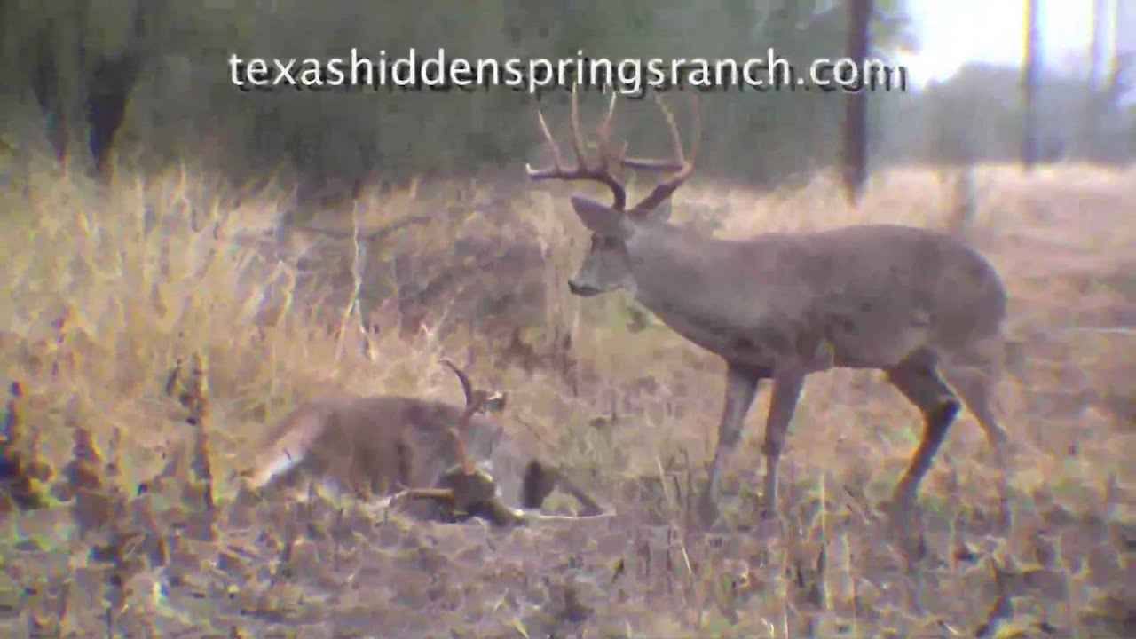 Deer Attack - Buck Mauls Another Buck While He's Down - YouTube