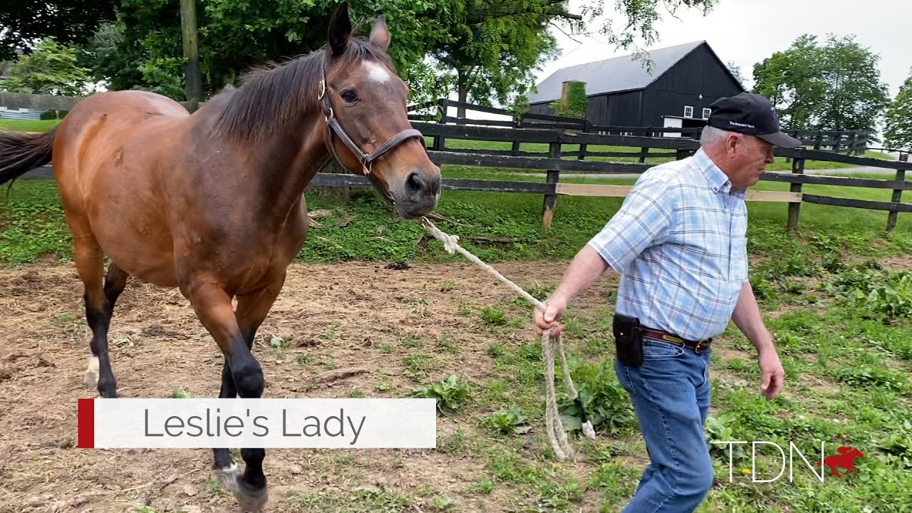 2016 Broodmare of the Year Leslie's Lady Thriving in Retirement - YouTube