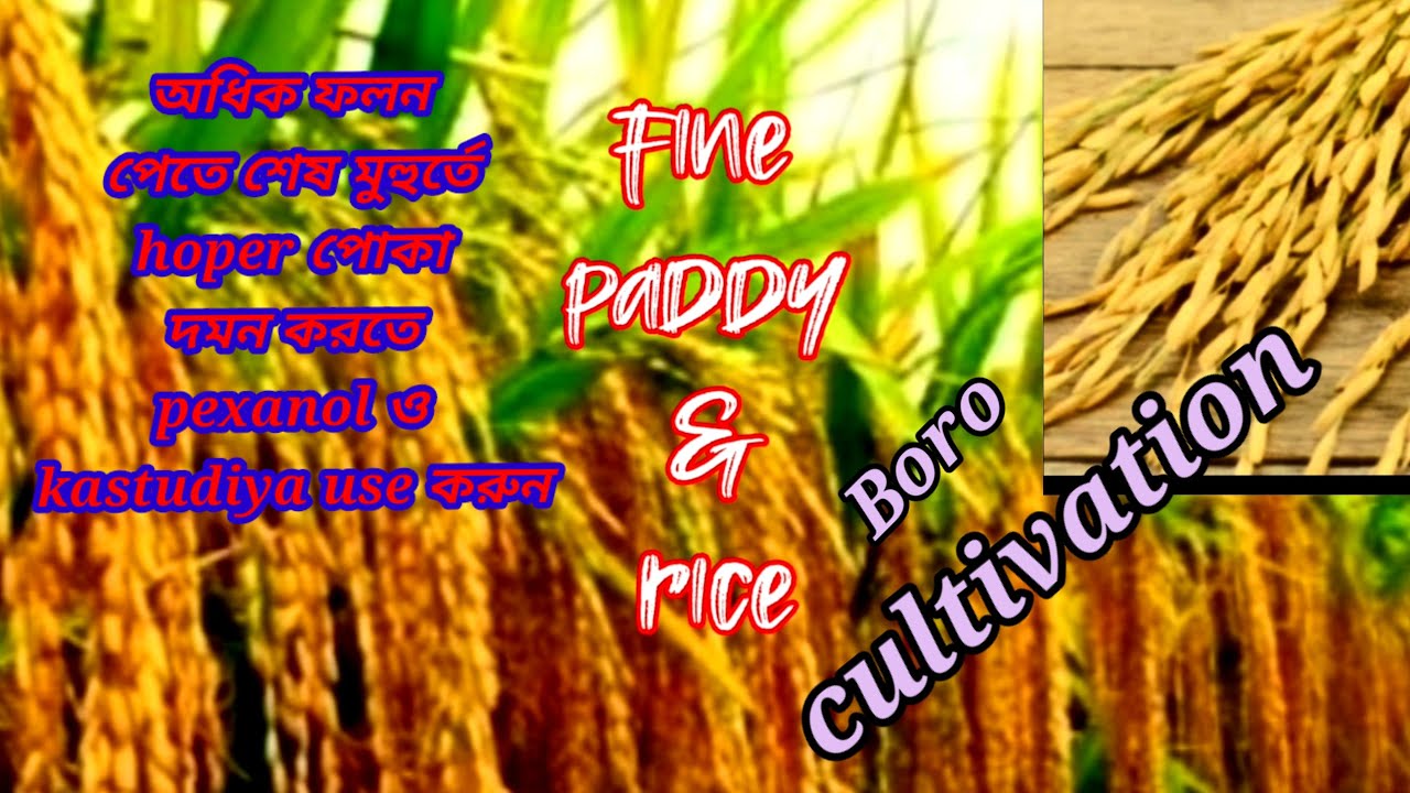 Boro paddy cultivation/ সরু বোরো ধানের চাষ/তিন মাসে ধান চাষ/Fine rice ...