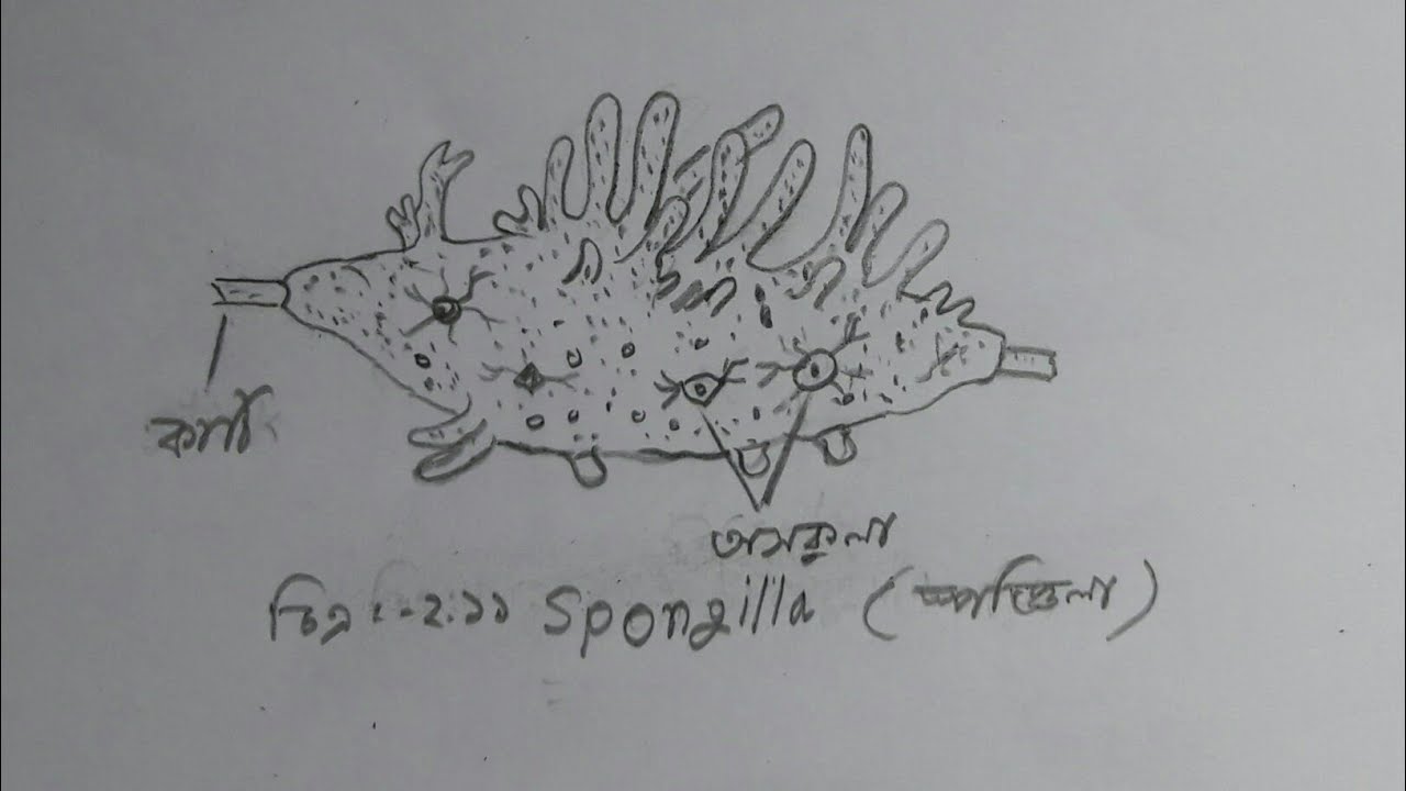 Spongilla