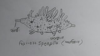 Spongilla Diagram