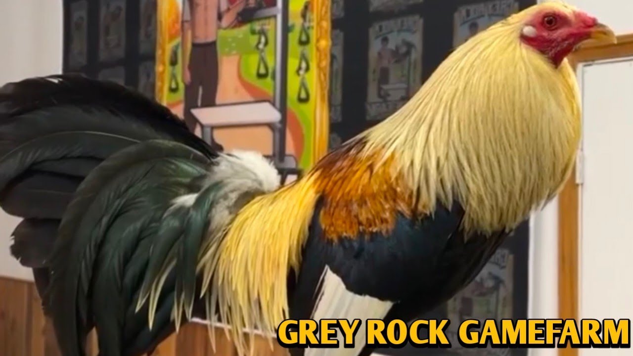 Chocolate Grey Roundhead Kelso - GREY ROCK FARM - YouTube