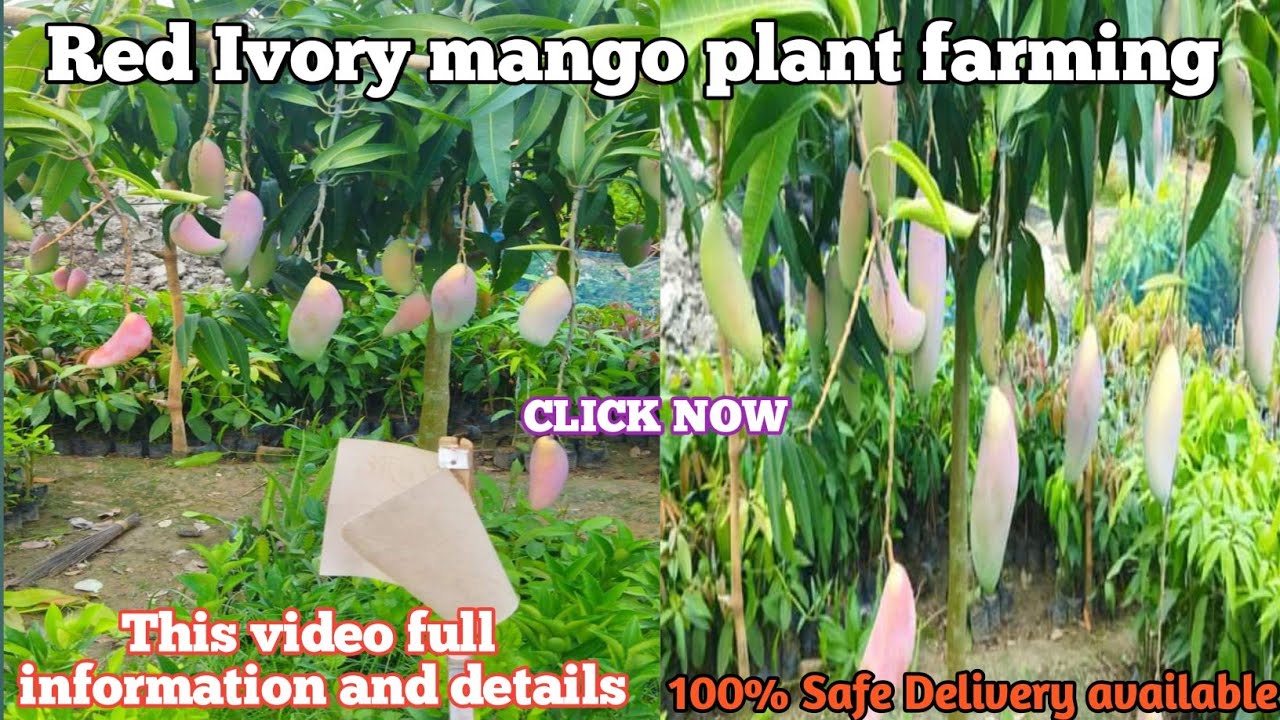 Red ivory Mango Cultivation Successful India Inzamul Nursery Contract ...
