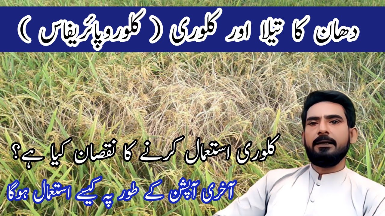 paddy insect pest management || paddy brown plant hopper (BPH ...