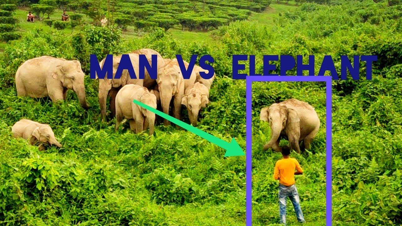 MAN vs ELEPHANT 🏃🏃🏃🏃🏃🐘🐘🐘 - YouTube