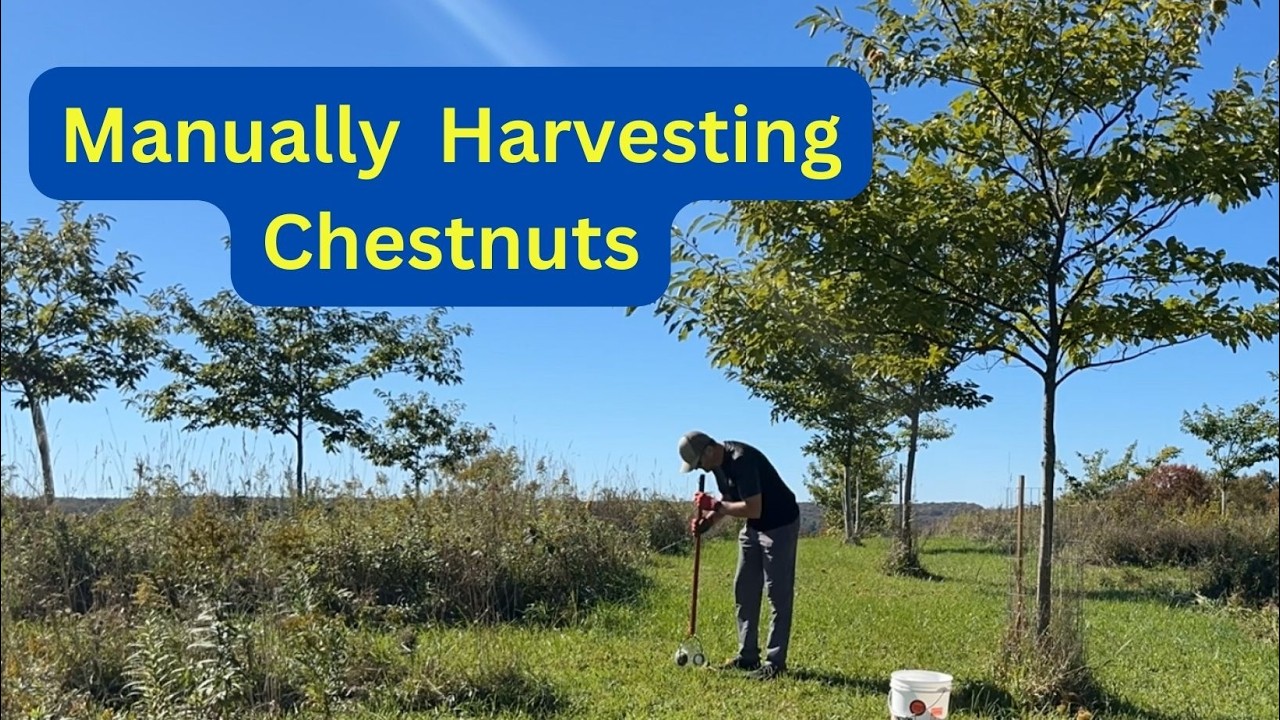 *Still* MANUALLY Harvesting Chestnuts - YouTube